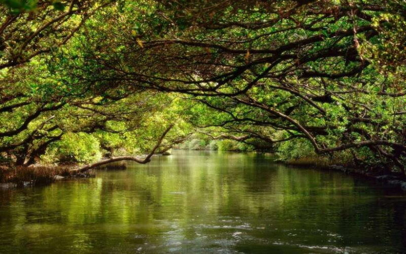 Tainan: Sicao Green Tunnel Scenic Boat Ride - Practical Details and Tips