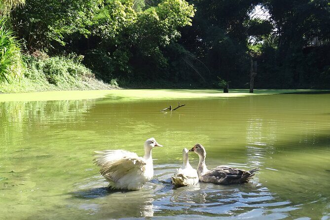 Taino Valley Tropical Park Puerto Plata Tubagua - Why Choose This Tour? The Highlights and Practical Details