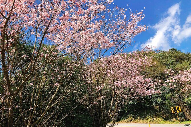 Taipei Cherry Blossom Day Tour to Yangmingshan and Tamsui - FAQ