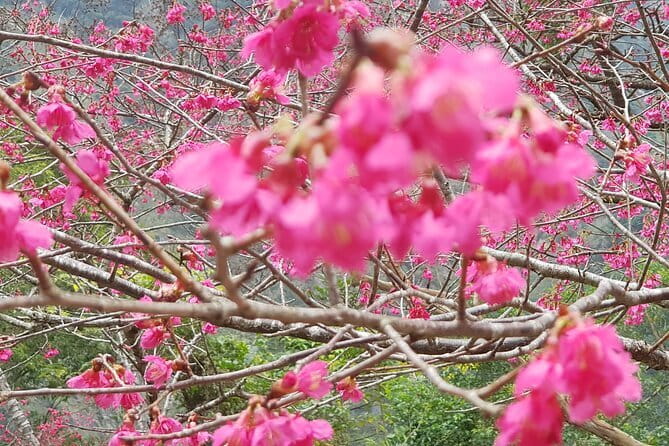 Taipei City to Taoyuan Airport Private Transfer - The Review Highlights