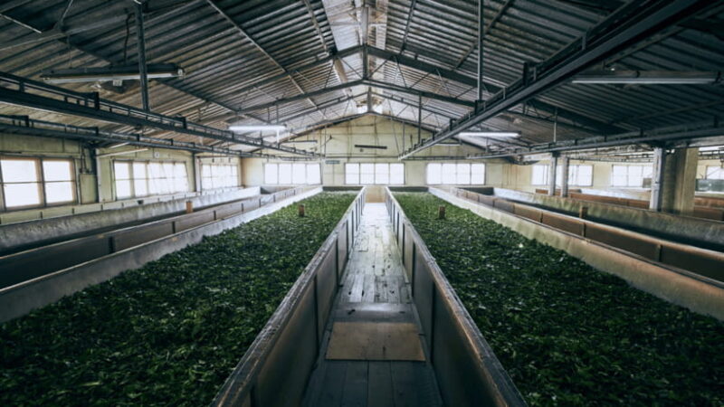 Taipei: Daxi Old Street and Tea Factory, Xiaowulai Day Tour - Who Will Enjoy This Tour?