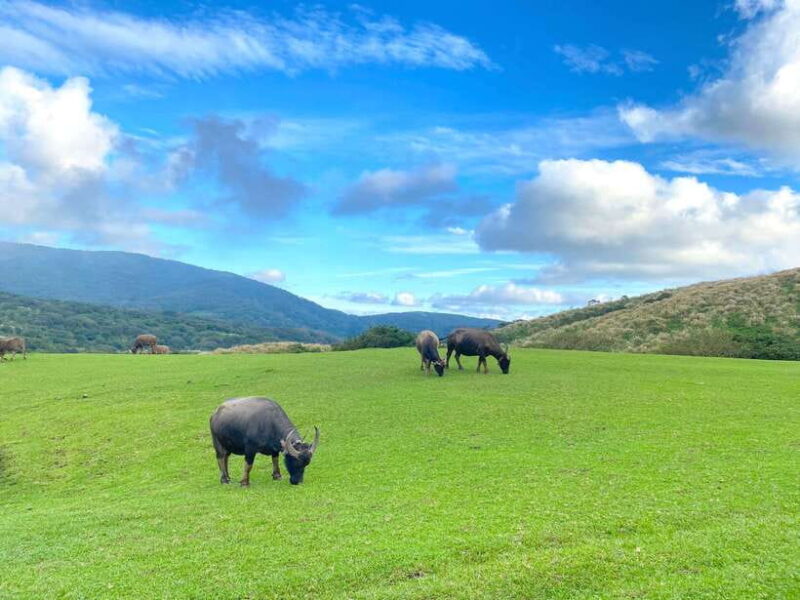 Taipei: Yangmingshan & Beitou Full-Day Tour - The Highlights of Yangmingshan National Park