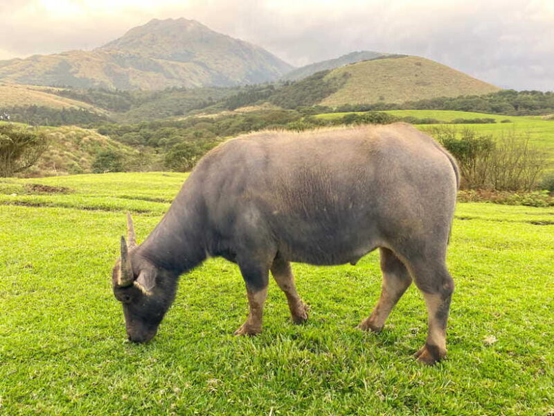 Taipei: Yangmingshan & Beitou Full-Day Tour - Practical Details and What to Expect