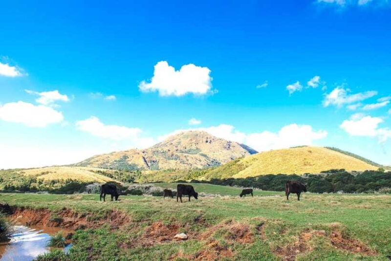 Taipei: Yangmingshan & Beitou Full-Day Tour - What Travelers Are Saying