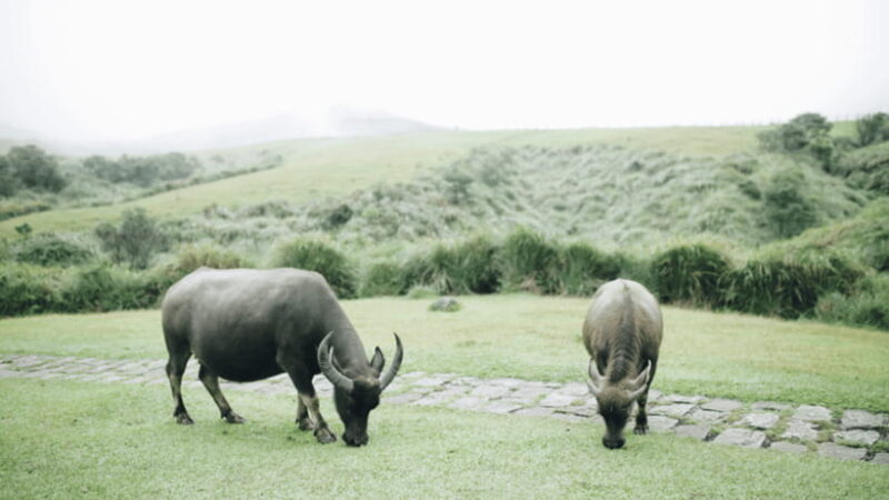 Taipei: Yangmingshan National Park Half-Day Tour - Cost and Value Analysis