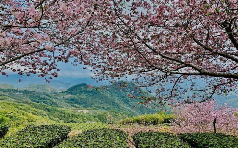 Taiwan: Alishan National Forest Recreation Area E-ticket - Authenticity and Value