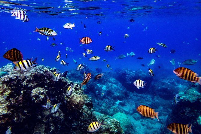 Taiwan Green Island Friendly Snorkeling Experience - Final Thoughts