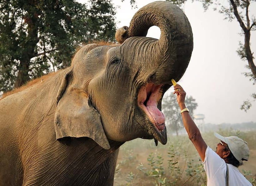 Taj Mahal, Agra Fort & Elephant Conservation Tour from Delhi - Who Will Love This Tour?