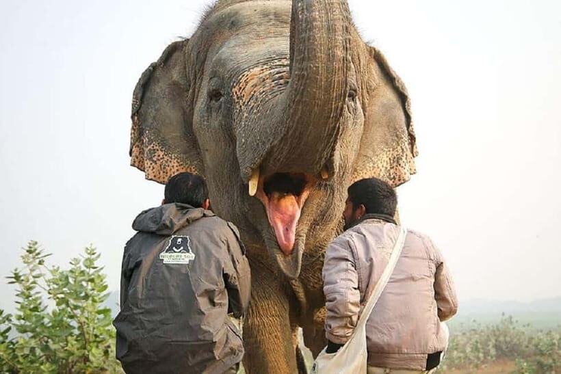 Taj Mahal & Elephant Sanctuary Same Day Tour From Delhi - Key Points