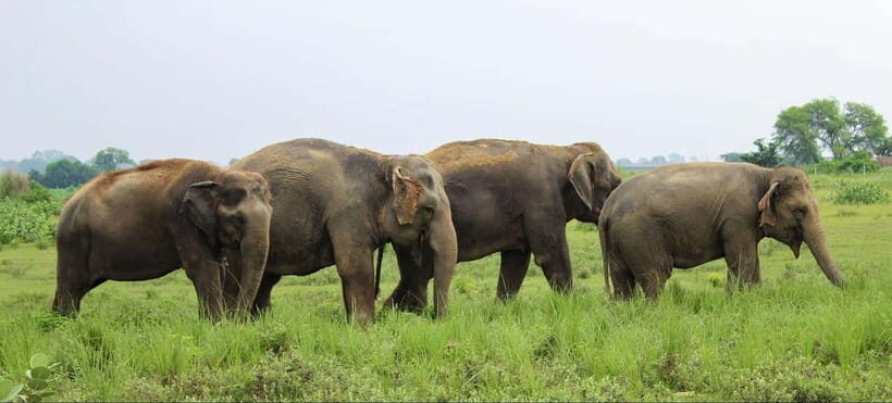 Taj Mahal & Elephant Sanctuary Same Day Tour From Delhi - What to Expect from the Tour
