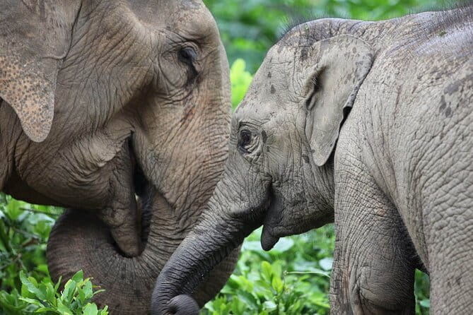 Taj Mahal Tour with Enchanting Elephant Sanctuary Visit - The Experience: What Travelers Are Saying