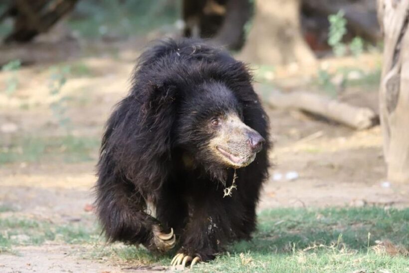 Taj Mahal Tour with Optional Wildlife Rescue Center Visit - Introduction to the Tour Experience