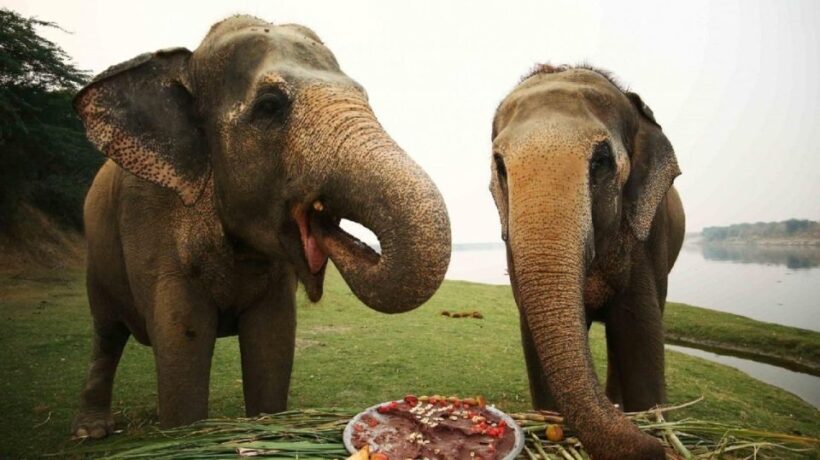 Taj Mahal Tour with Optional Wildlife Rescue Center Visit - What Makes This Tour Stand Out