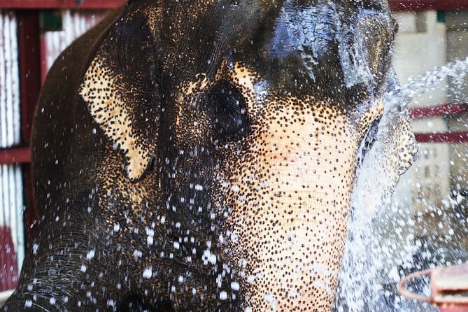 Taj Mahal with Visit to Elephant Conservation Center From Delhi - Final Thoughts