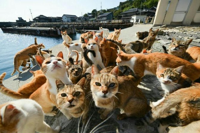 Takamatsu Half-Day Private Tour With Government-Licensed Guide - Tips for a Memorable Experience