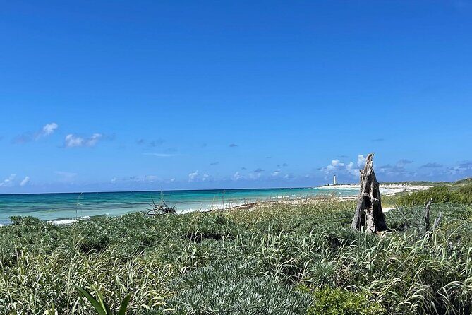 Take a Ride in your Buggie in Cozumel only from Tulum - Analyzing the Value