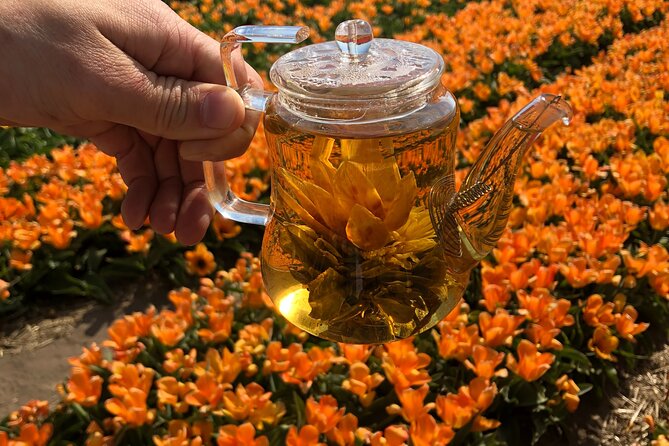 Taking Pictures in the Tulip Field at De Tulperij - Getting to De Tulperij