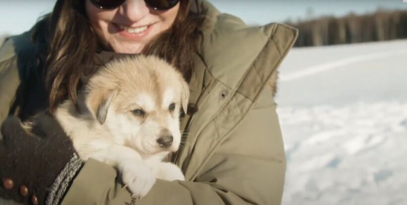 Talkeetna: Alaskan Winter Dog Sledding Experience - An Authentic Alaskan Sled Dog Experience