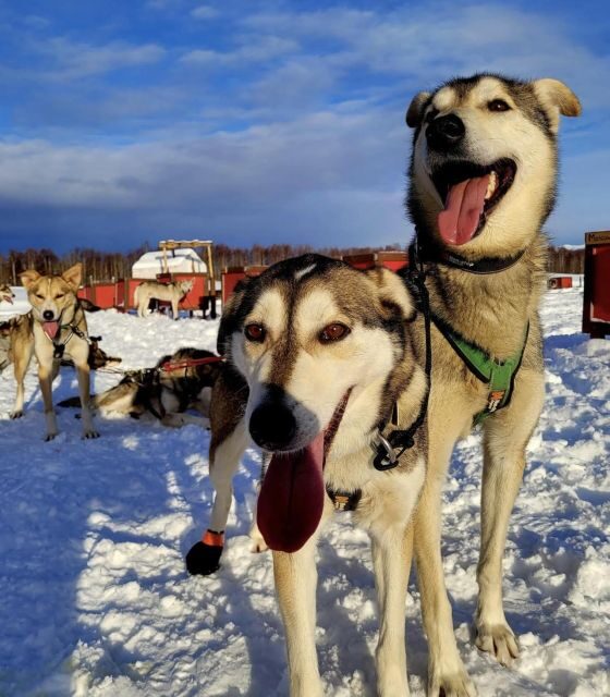 Talkeetna: Alaskan Winter Dog Sledding Experience - FAQ