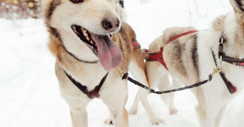 Talkeetna: Alaskan Winter Dog Sledding Experience - The Practical Aspects and Value