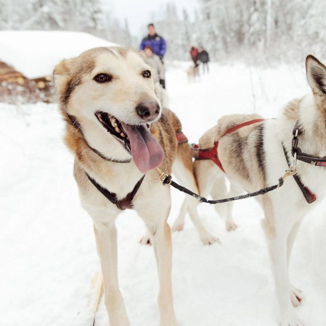 Talkeetna: Alaskan Winter Dog Sledding Experience - FAQ