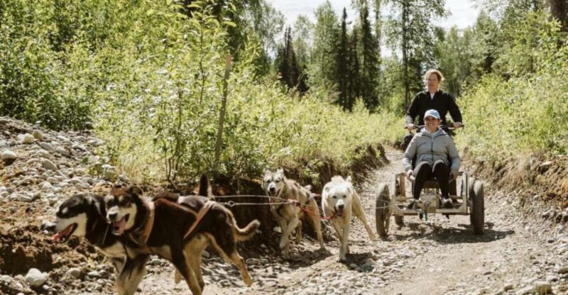 Talkeetna: Mushing Experience with Iditarod Champion Dogs - What Makes This Tour Special