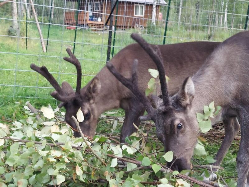 Talkeetna: The Reindeer Grove Homestead Tour and Forage - Authentic Experiences That Go Beyond the Surface