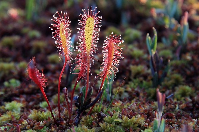Tallinn Old Town Tour combined with Bog Walk - FAQ