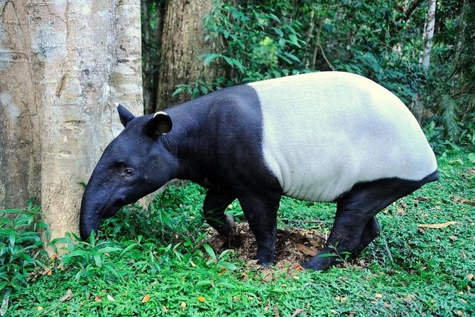 Taman Negara Day Tour with Canopy Walk - Why This Tour Offers Good Value