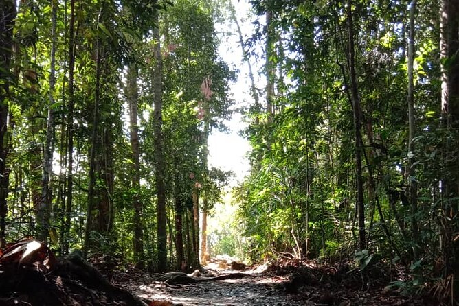 Taman Negara National Park Day Tour (SIC - Join In Tour) - The Practical Side: What You Need to Know