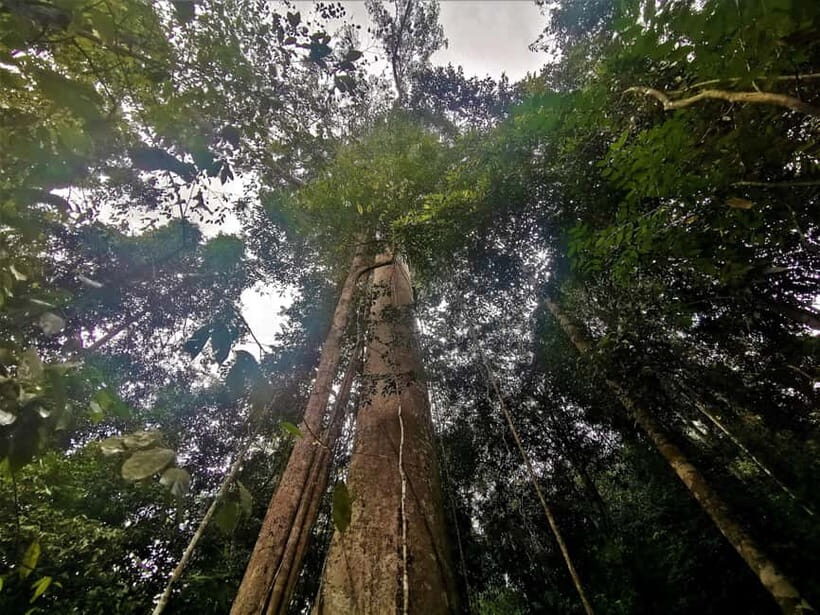 Taman Negara Rainforest Tour with Lata Berkoh Falls - Authentic Experiences and Practical Tips