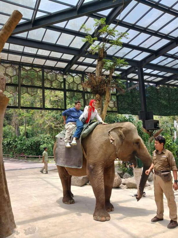 Taman Safari and Tea Plantation Tour at Puncak - What Travelers Say