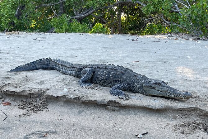 Tamarindo Birdwatching Crocodiles and Monkey Tour - Highlights of the Experience