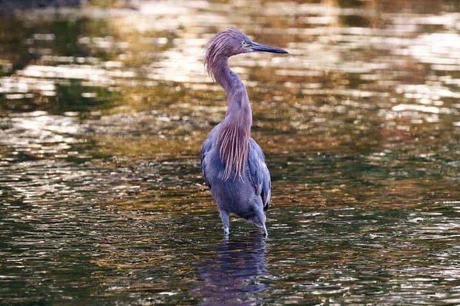 Tamarindo Birdwatching Crocodiles and Monkey Tour - Cancellation Policy and Flexibility