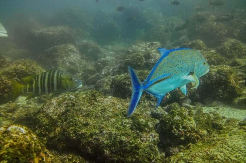Tamarindo: Guided Snorkeling Tour with Marine Life Spotting - The Voyage: Scenic and Wildlife-Rich Waters