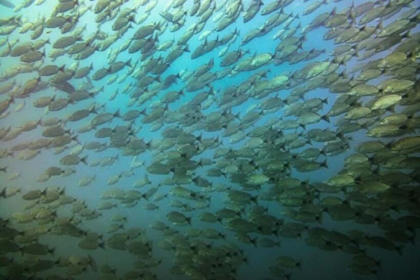 Tamarindo: Guided Snorkeling Tour with Marine Life Spotting - At the Snorkel Sites: Vibrant Marine Encounters