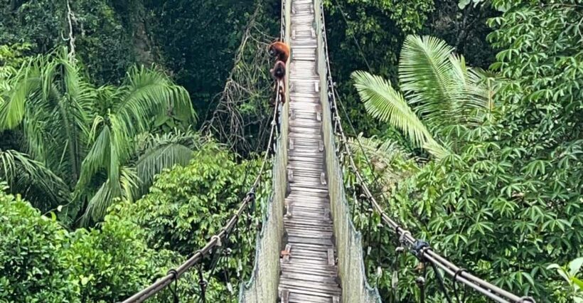 Tambopata: 2 days and 1 night - Aventura and Sandoval Lake - Key Points