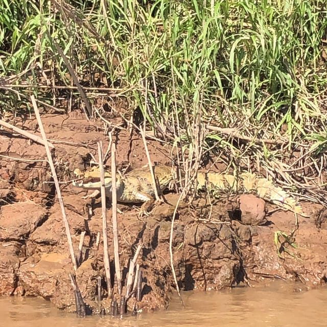 Tambopata: 2 days and 1 night - Aventura and Sandoval Lake - An In-Depth Look at the Itinerary