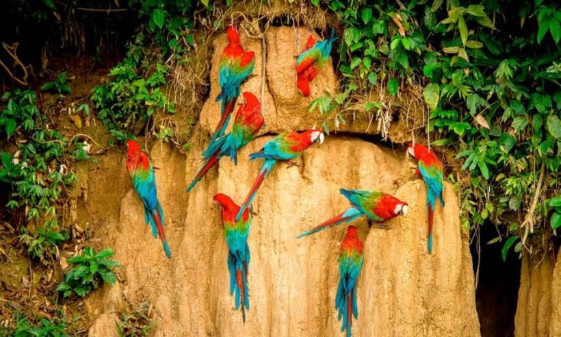 Tambopata Clay Lick for Macaws 2D/1N - Key Points
