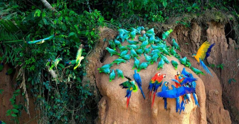 Tambopata Macaw Clay Lick 3 days/2 nights - The Itinerary: What You Can Expect