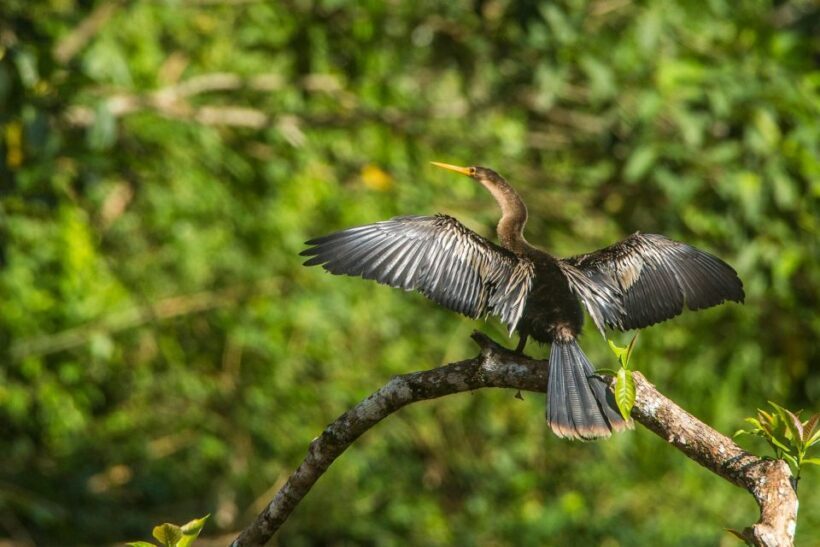 Tambopata Macaw Clay Lick 3 days/2 nights - Final Thoughts: Is It Worth It?