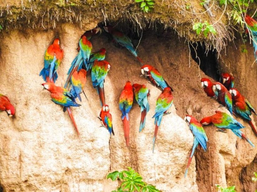 Tambopata Macaw Clay Lick 4 days/3 nights - How the Tour Feels Versus the Price