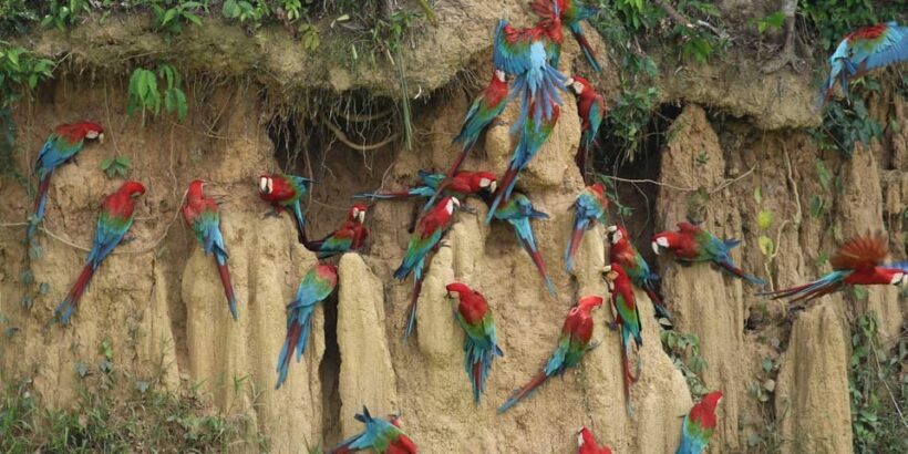 Tambopata Macaw Clay Lick 4 days/3 nights - Who Would Enjoy This Tour?