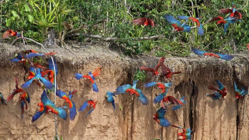 Tambopata Macaw Clay Lick 4 days/3 nights - FAQ