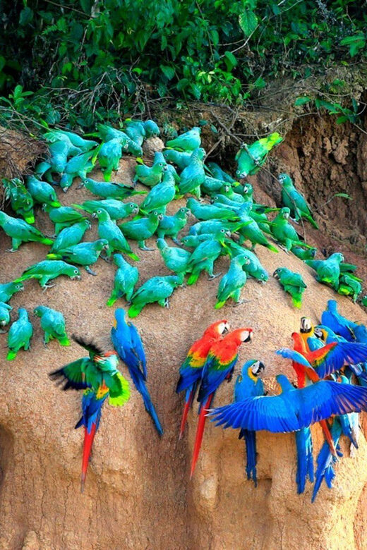 Tambopata Macaw Clay Lick 4 days/3 nights - Final Thoughts