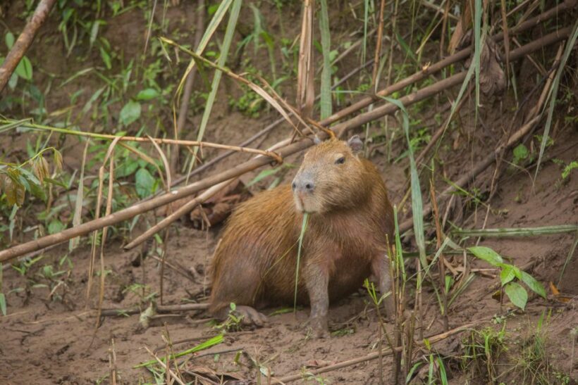 Tambopata Macaw Clay Lick 4 days/3 nights - An Overview of the Experience