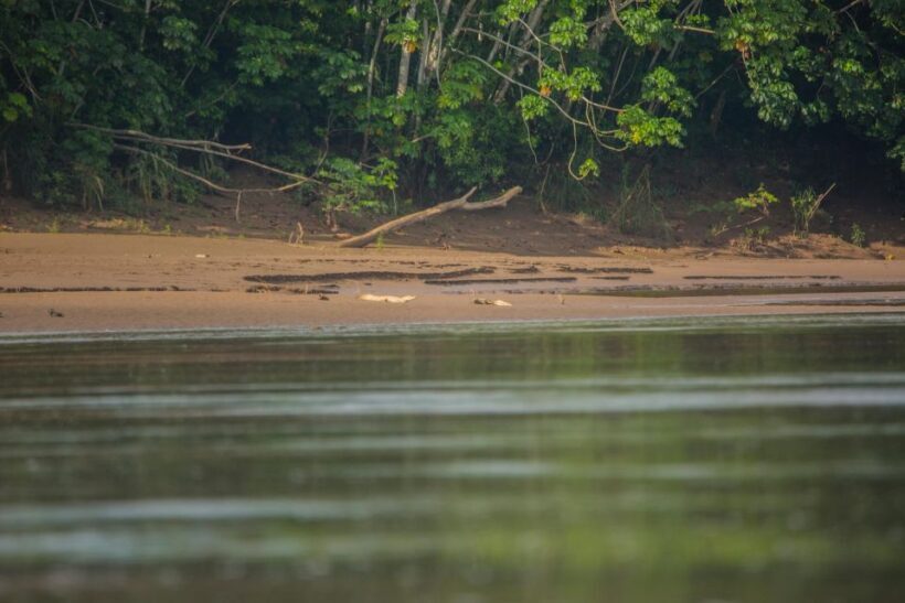 Tambopata Macaw Clay Lick 4 days/3 nights - Considerations and Practical Tips