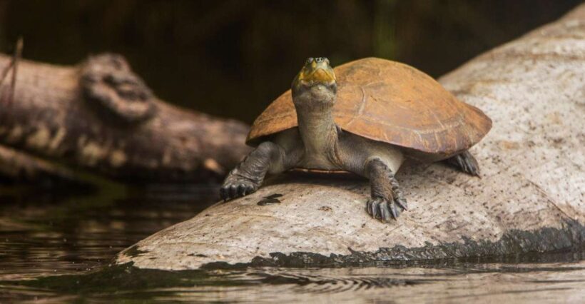 Tambopata Macaw Clay Lick 5 days/4 nights - Arrival and First Impressions