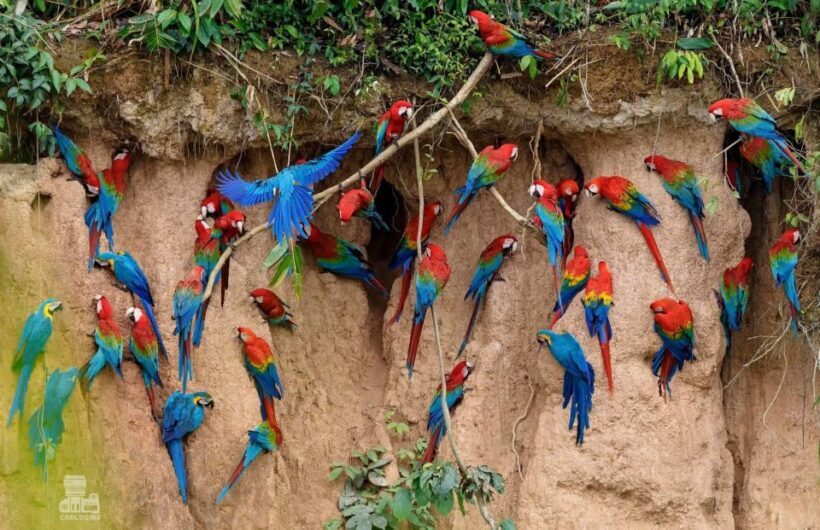 Tambopata Macaw Clay Lick 5 days/4 nights - Day 3: Forest Exploration & Monkey Island