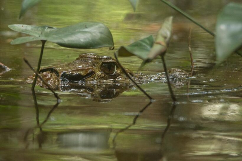 Tambopata Macaw Clay Lick 5 days/4 nights - Day 5: Canopy Walk & Return